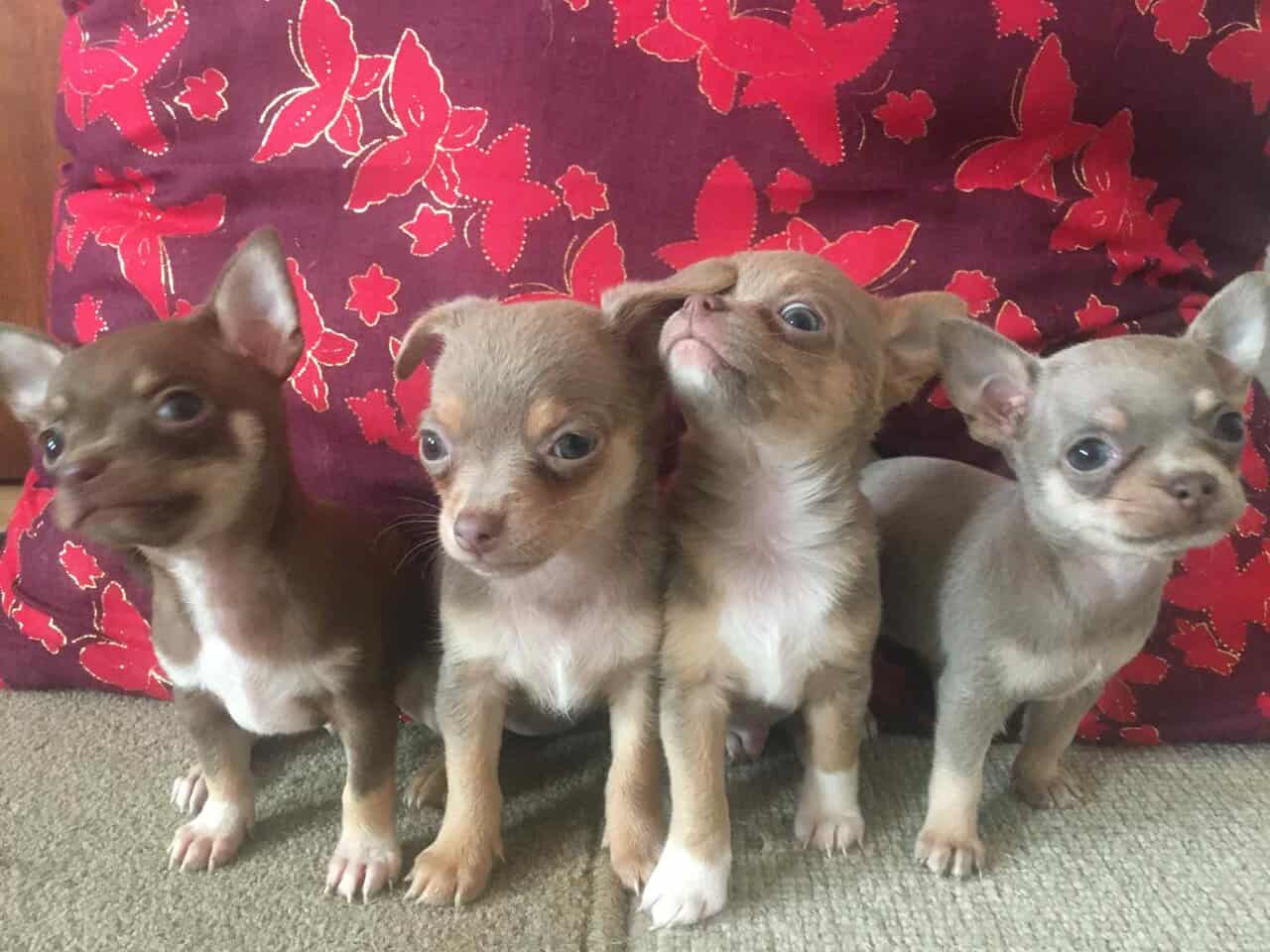 LILA Miniature Beautiful Cute Lilac Chihuahua Girl | PetClassifieds.com