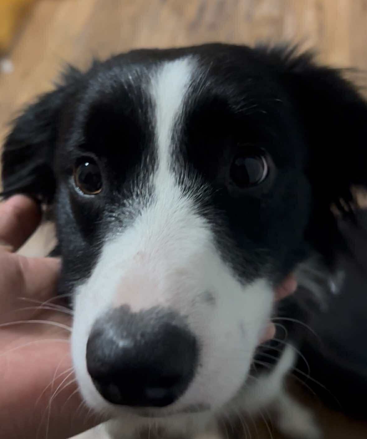 Cassie | PetClassifieds.com