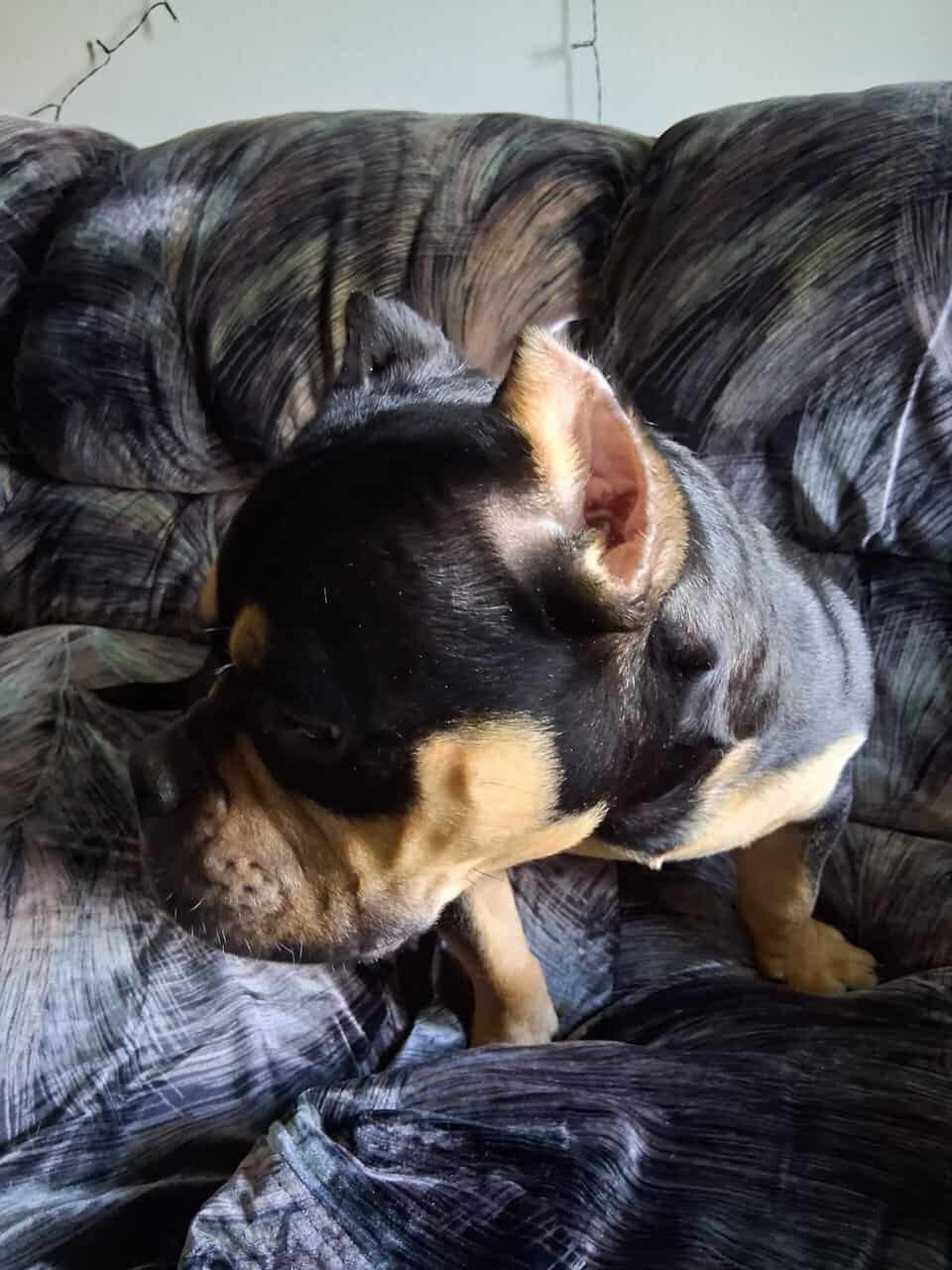 Need gone asap | PetClassifieds.com