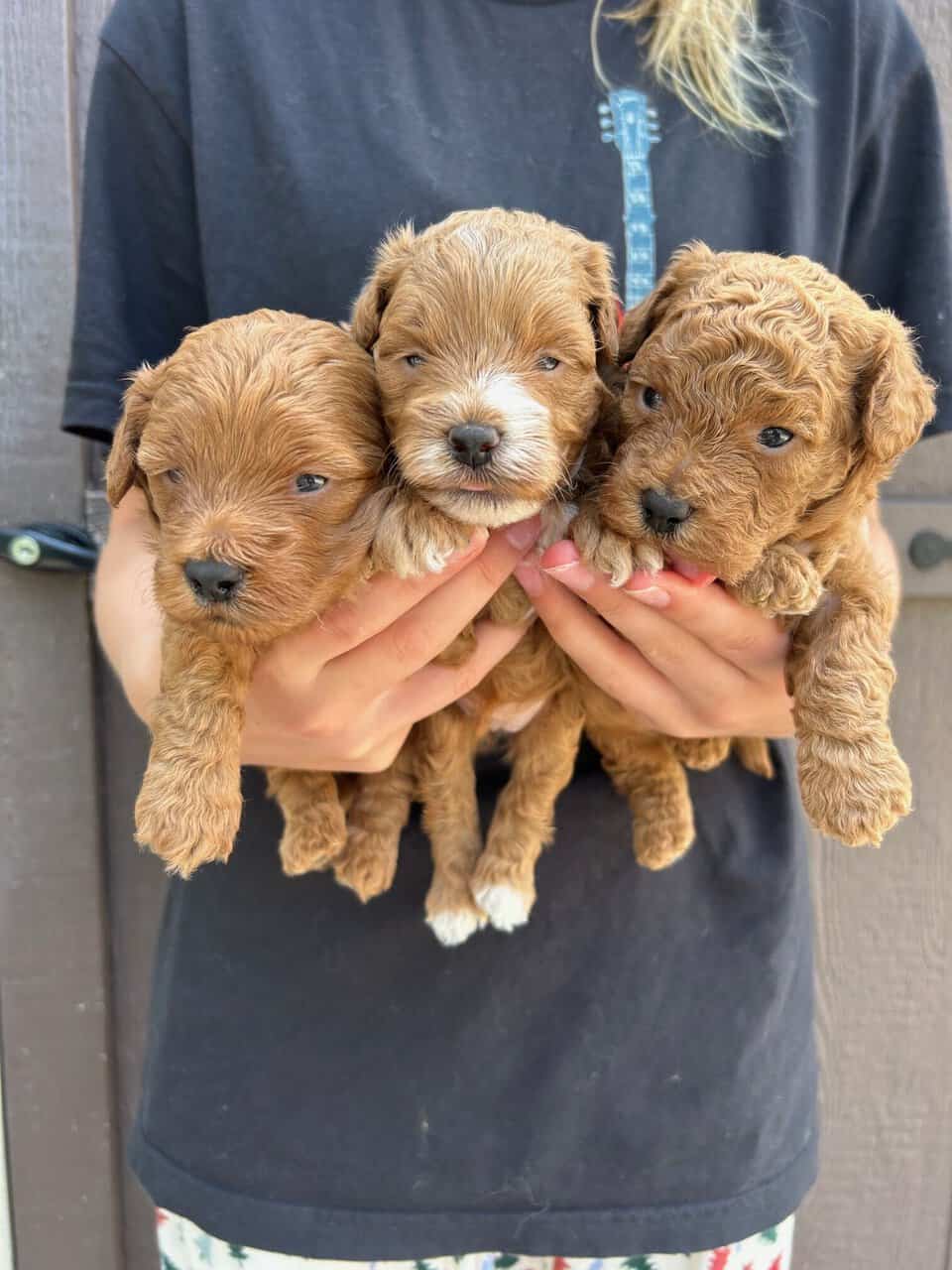 Beautiful Red Maltipoo Puppies | PetClassifieds.com