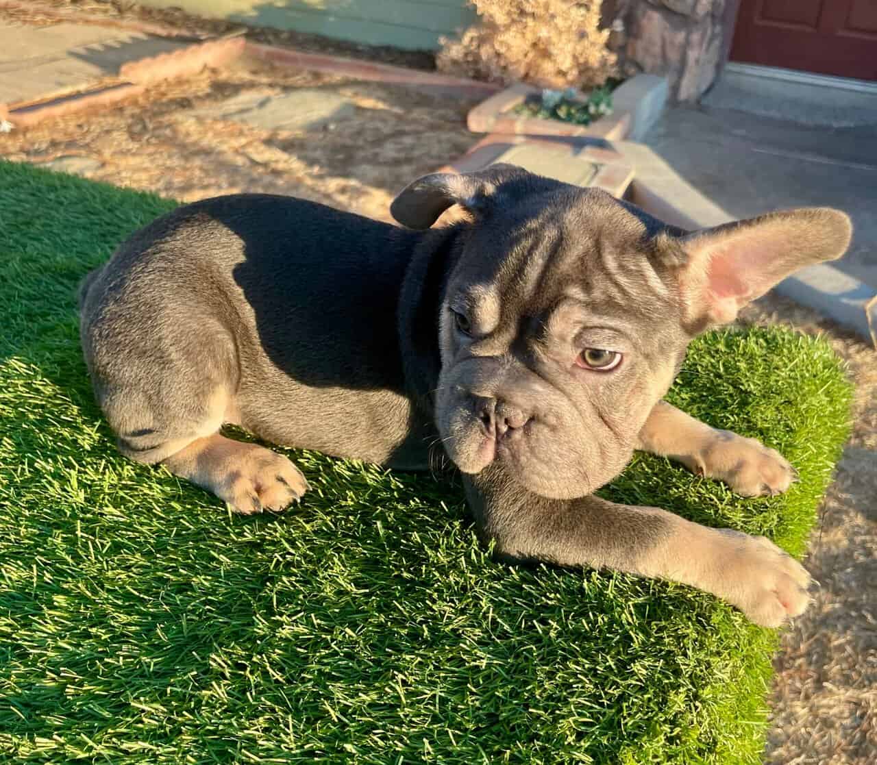 THANOS - Big Rope Fluffy Carrier | PetClassifieds.com