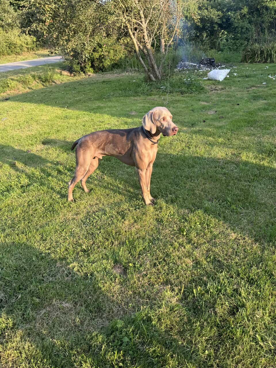 3 yr old neutered male purebred Weimaraner | PetClassifieds.com