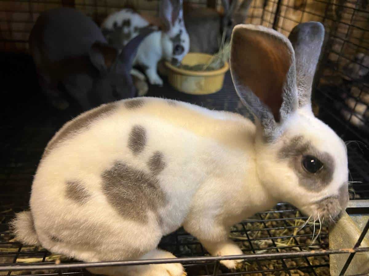 Broken Blue Rex Bunny Rabbit | PetClassifieds.com