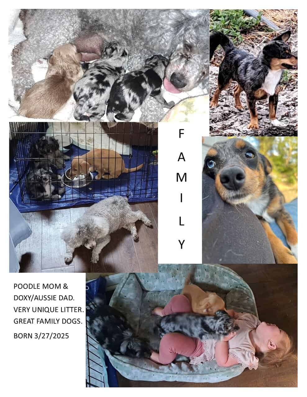 Doxy Aussie Poo | PetClassifieds.com