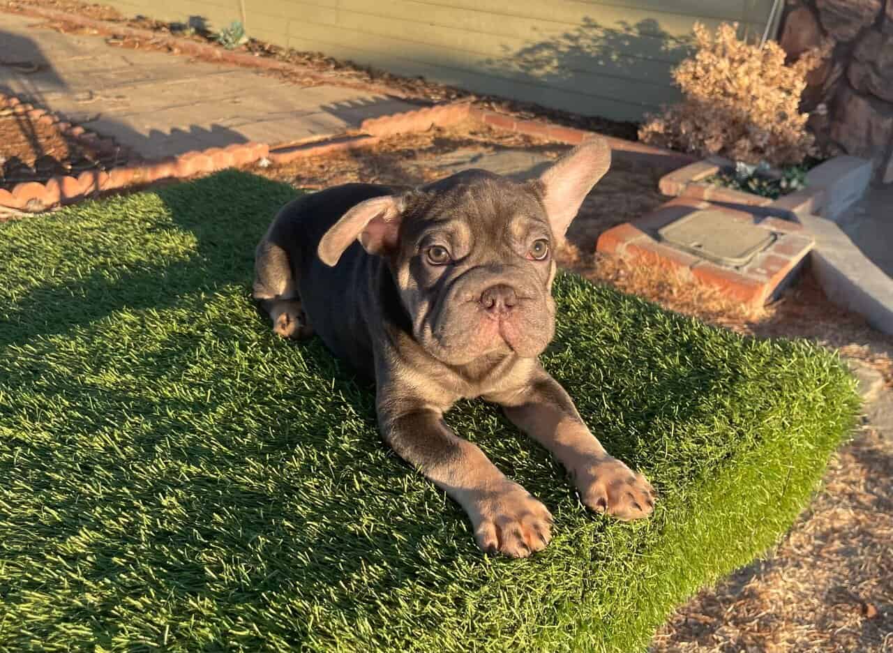 THANOS - Big Rope Fluffy Carrier | PetClassifieds.com