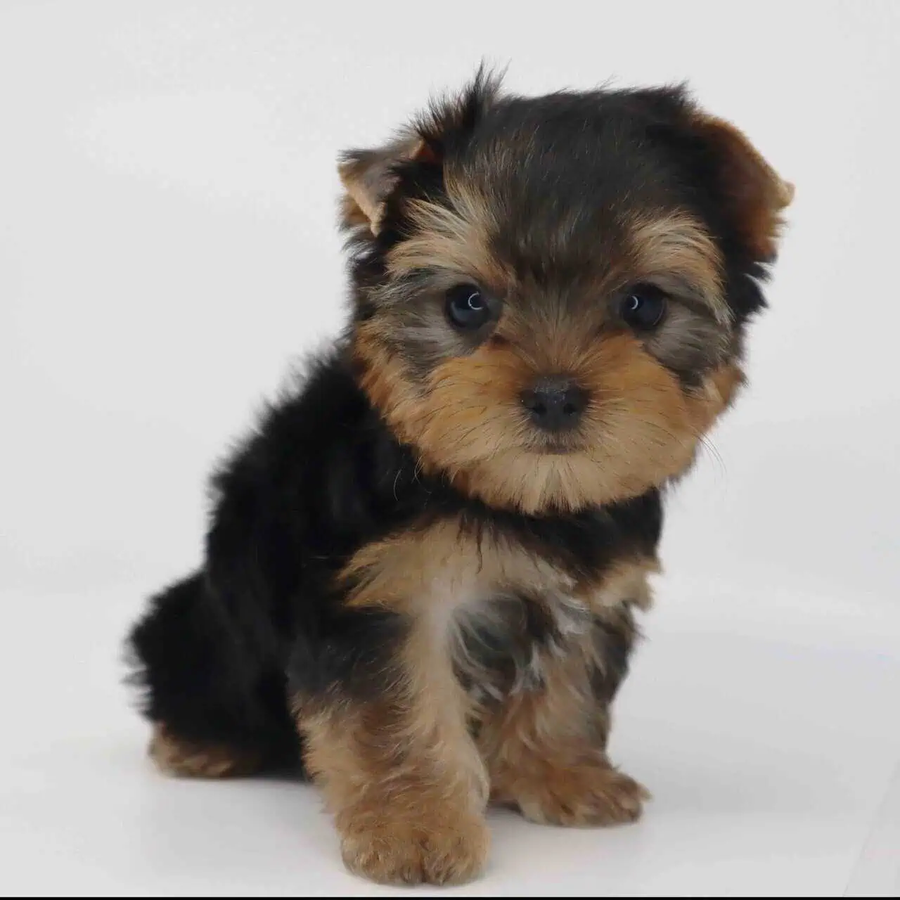 Yorkie boy Kai | PetClassifieds.com