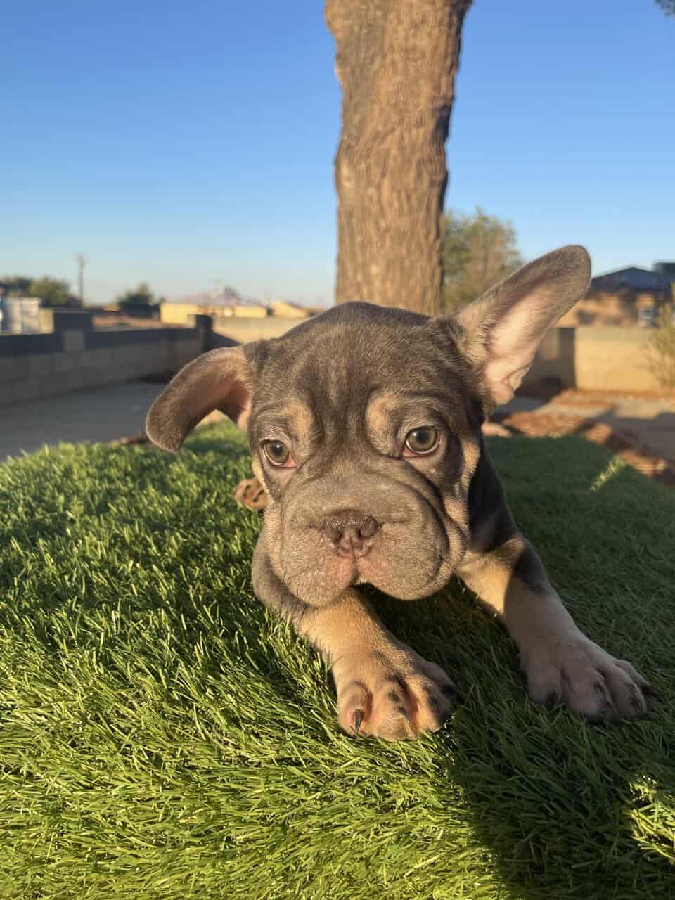 THANOS - Big Rope Fluffy Carrier | PetClassifieds.com