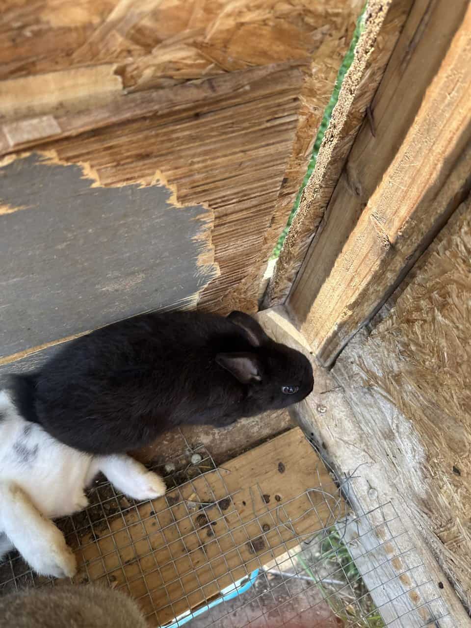 4 rabbits for free | PetClassifieds.com