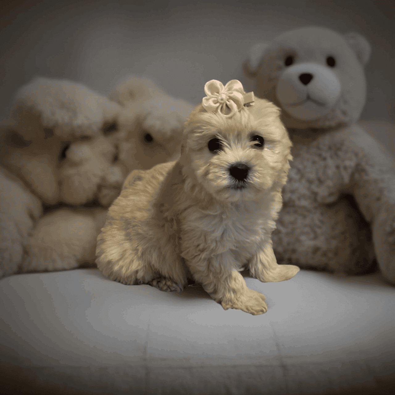 Princess sammy | PetClassifieds.com