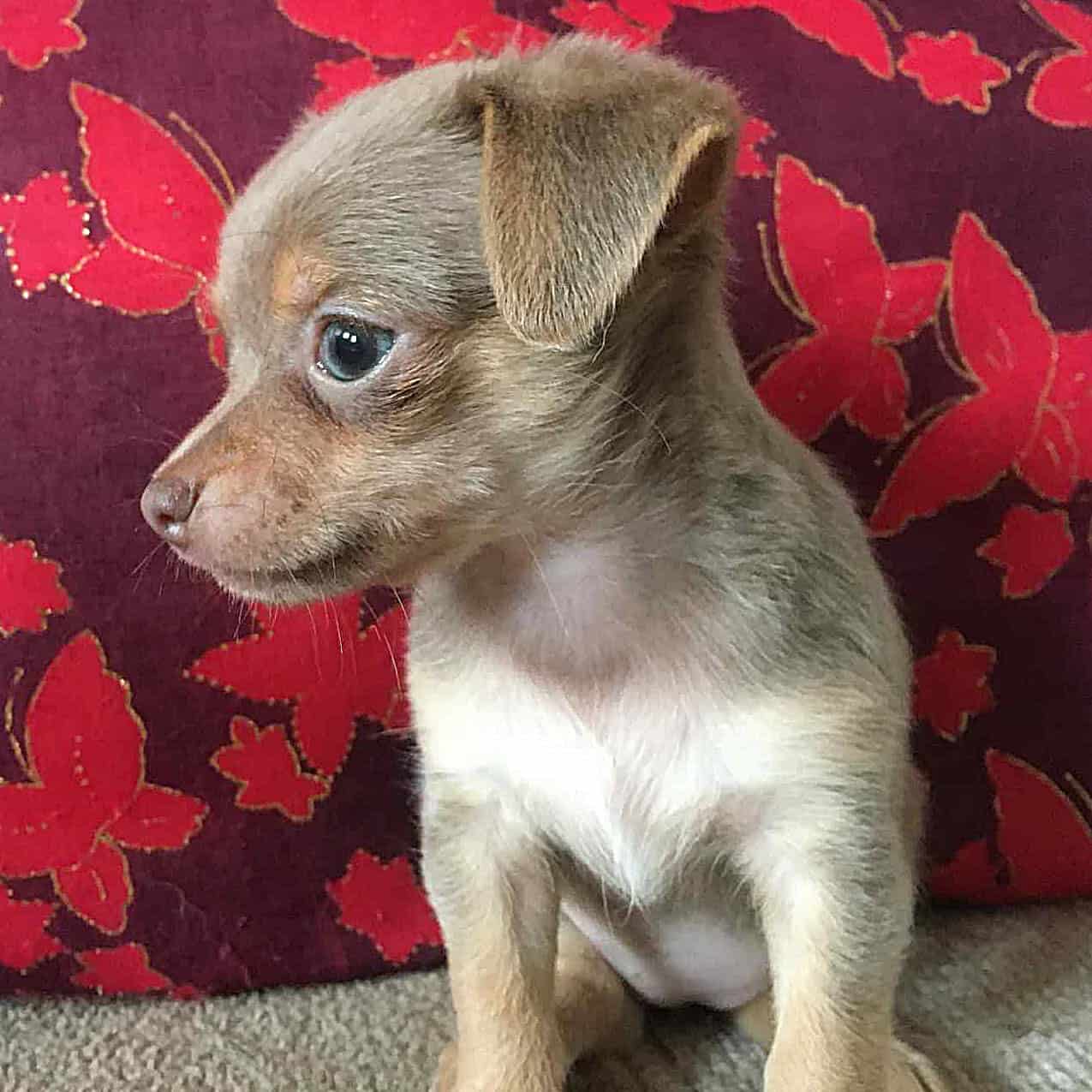 LILA Miniature Beautiful Cute Lilac Chihuahua Girl | PetClassifieds.com