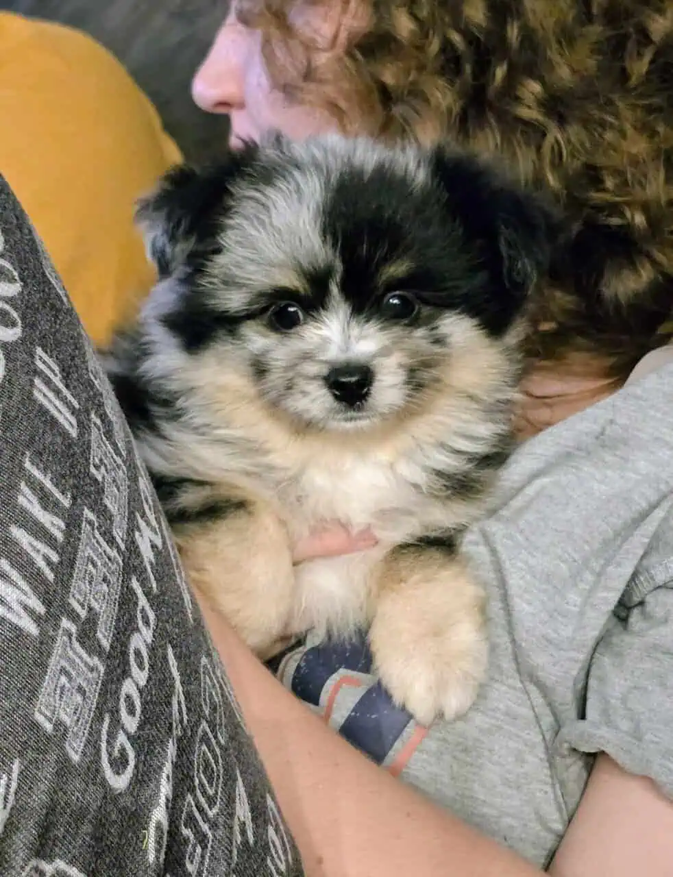 Mini Aussie-Pom, sweet fluffy loves | PetClassifieds.com