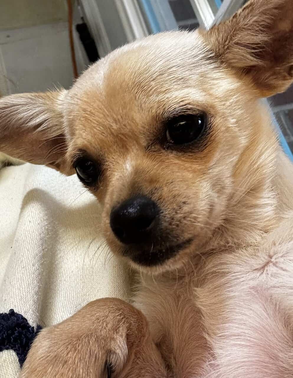 Buff Female chihuahua puppy | PetClassifieds.com