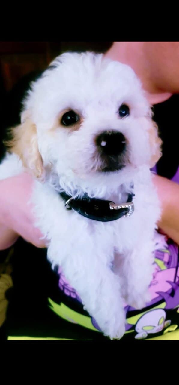 Cheesecake Needs A Home! | PetClassifieds.com