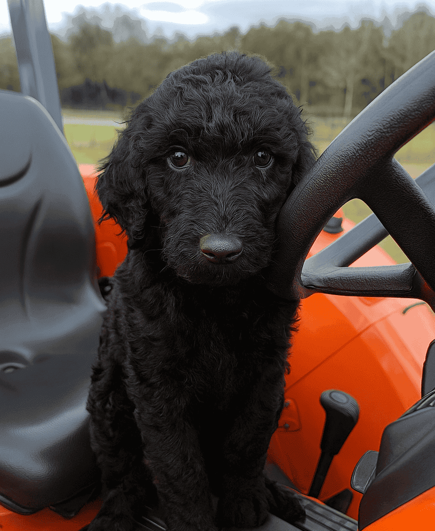 Tucker | PetClassifieds.com