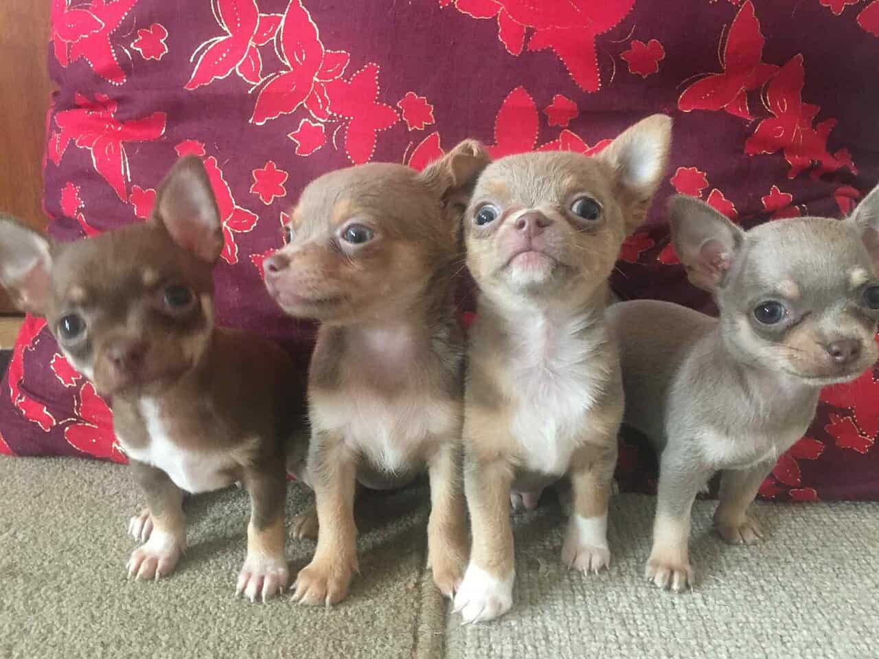 LILA Miniature Beautiful Cute Lilac Chihuahua Girl | PetClassifieds.com