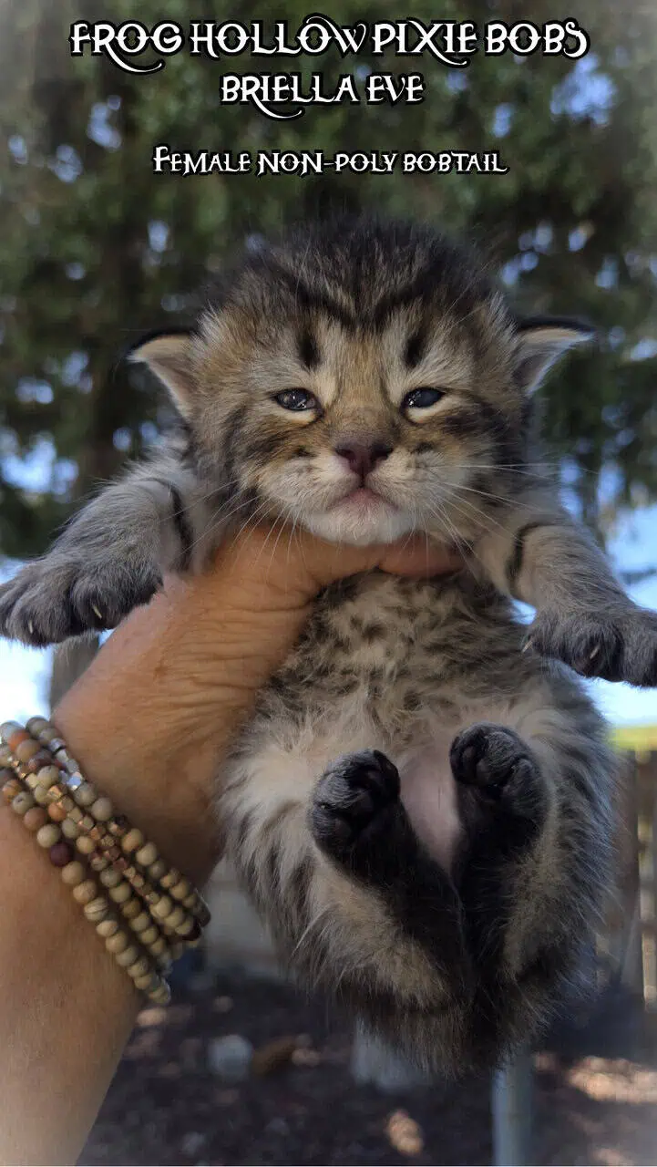 PIXIE BOBS TICA REGISTERED | PetClassifieds.com