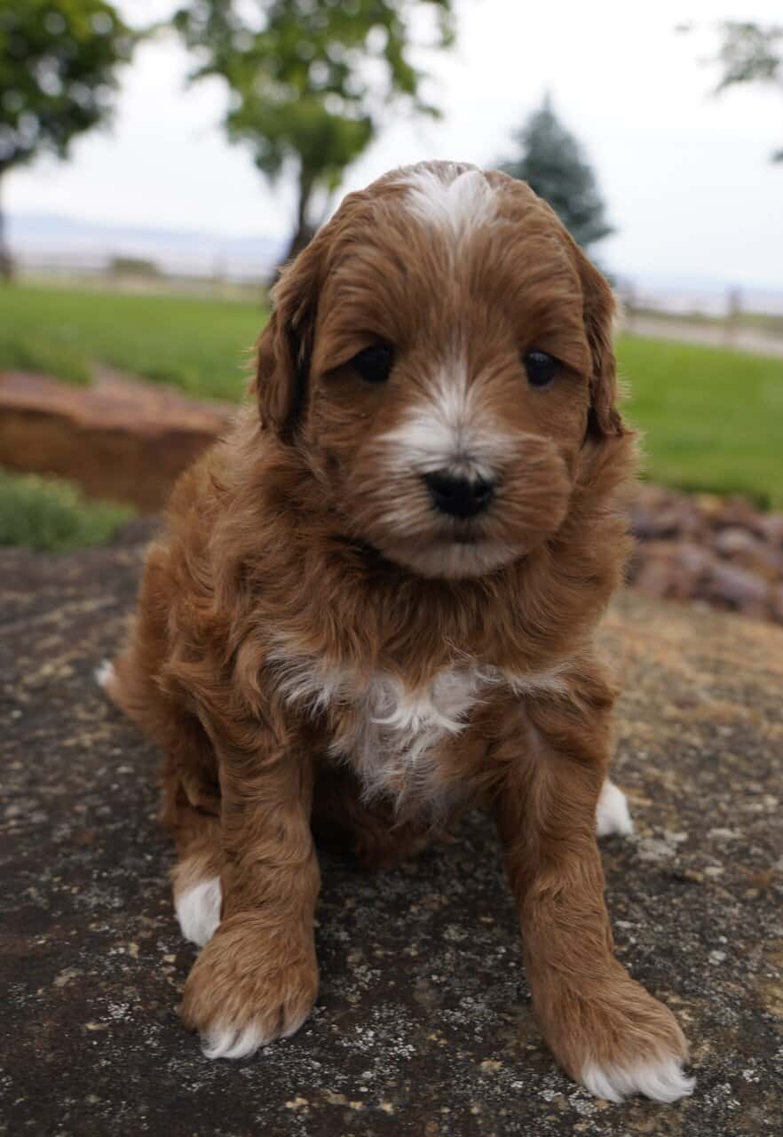 Mini Goldendoodles | PetClassifieds.com