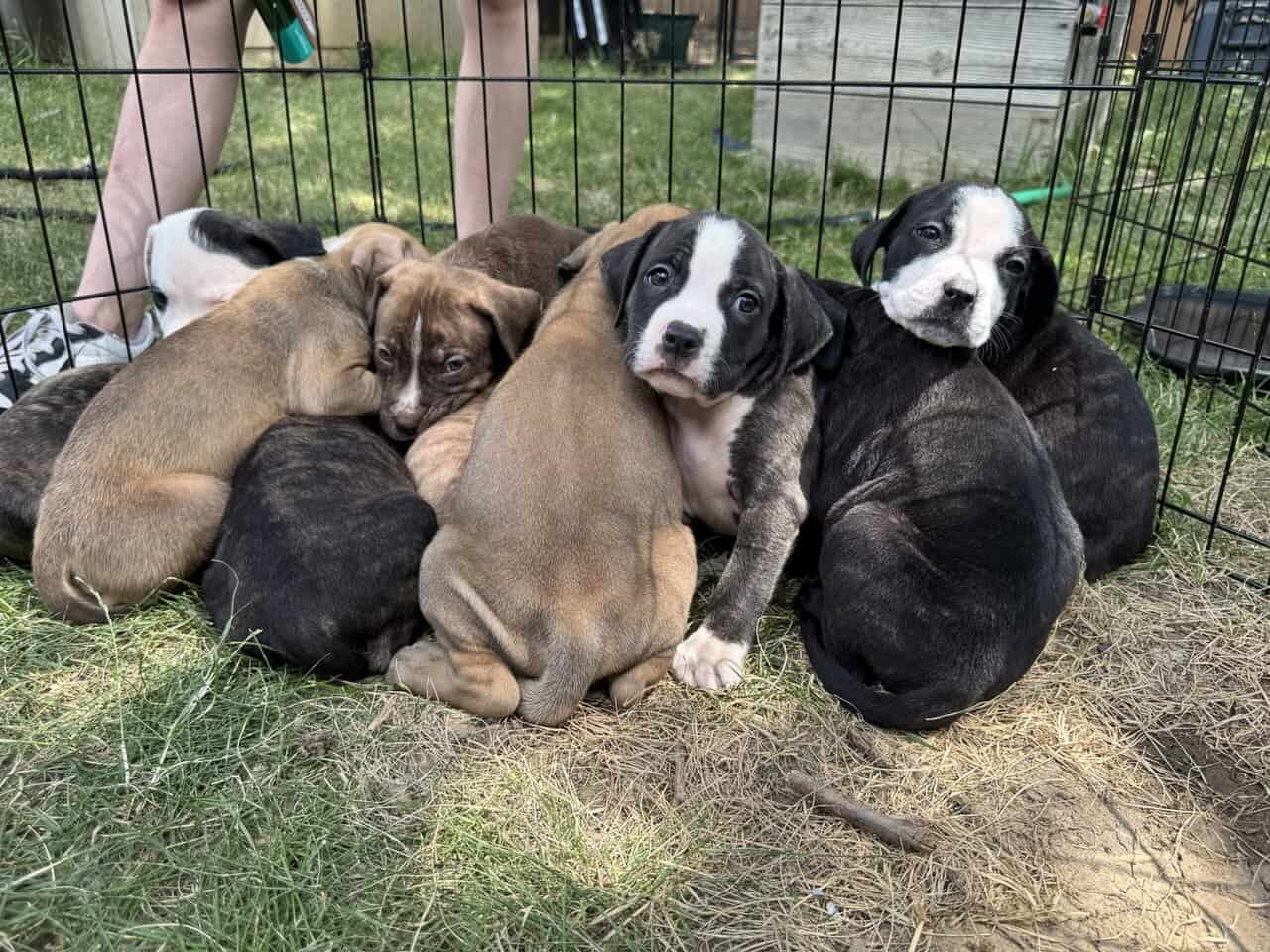 American Bully Pit Mix | PetClassifieds.com