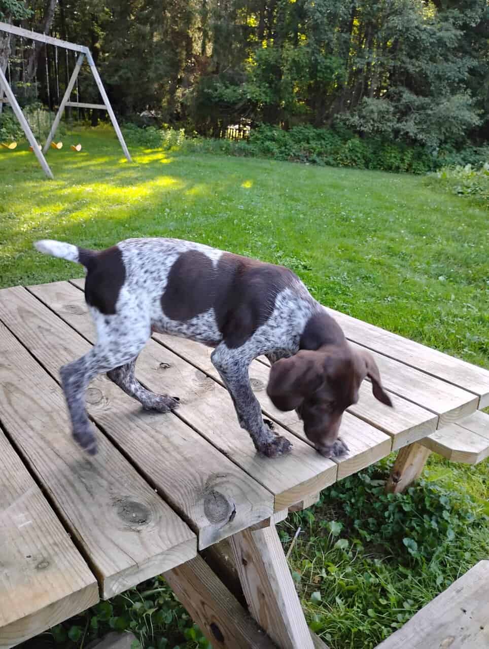 GSP pups AKC registered purebred | PetClassifieds.com