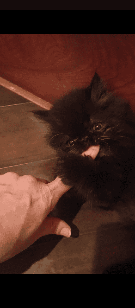 CFA Extreme faced Persian Male Available 11 weeks | PetClassifieds.com