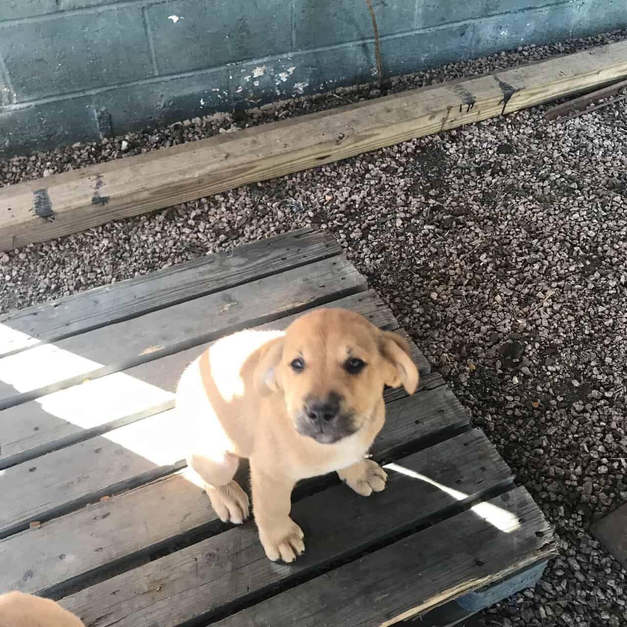 Free Rhodesian Ridgeback mix puppies | PetClassifieds.com