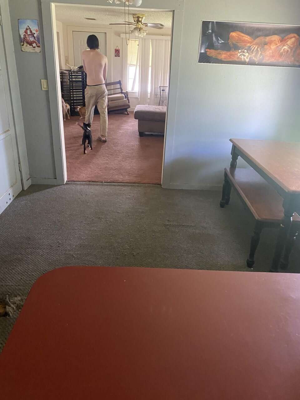 Free Puppies! | PetClassifieds.com