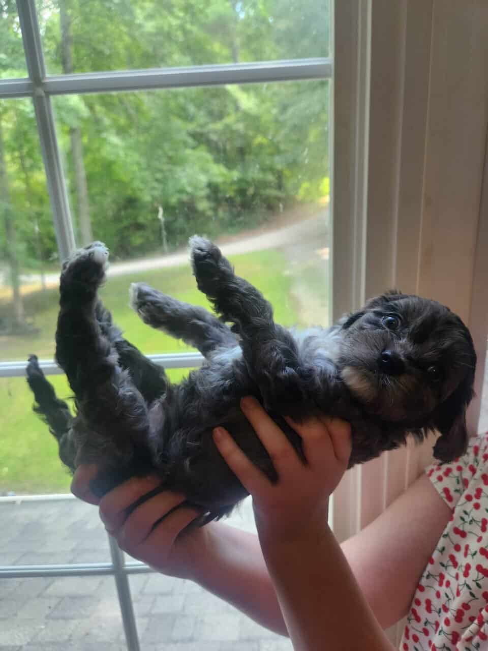 F1B Cavapoo puppies | PetClassifieds.com