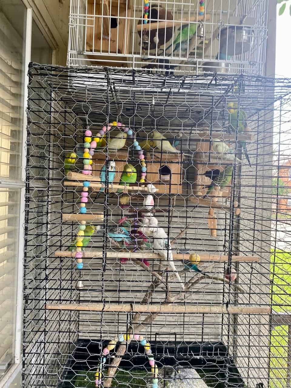 Parakeets | PetClassifieds.com