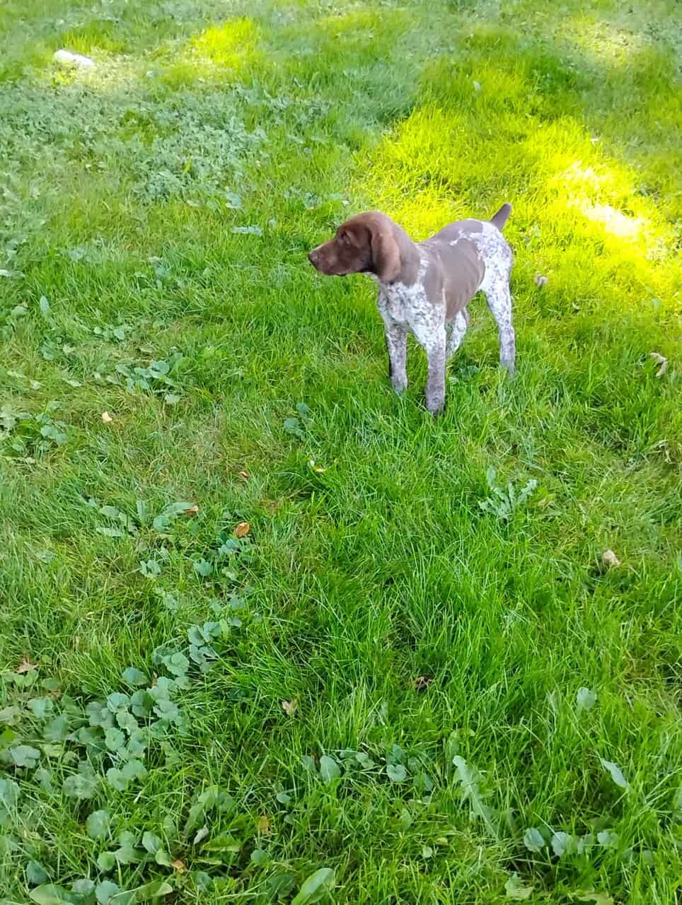 GSP pups AKC registered purebred | PetClassifieds.com