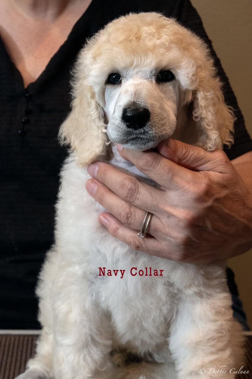 AKC STANDARD POODLE PUPPIES | PetClassifieds.com