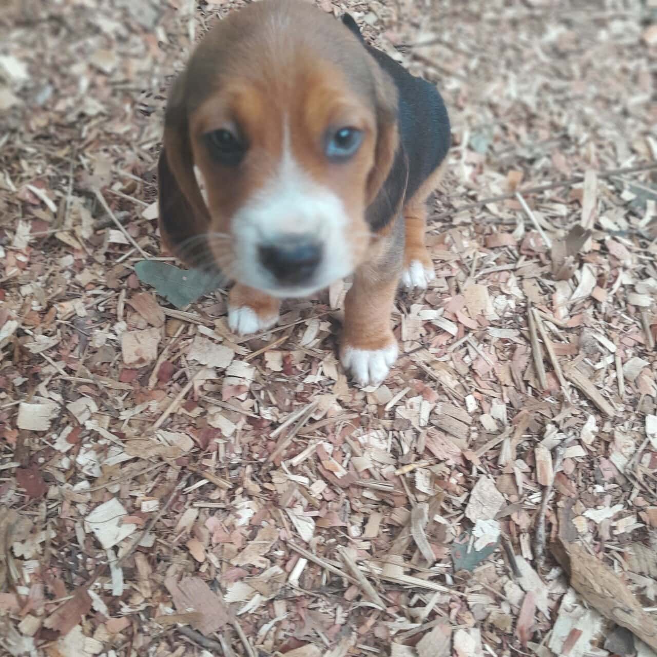 Beagle AKC puppies | PetClassifieds.com