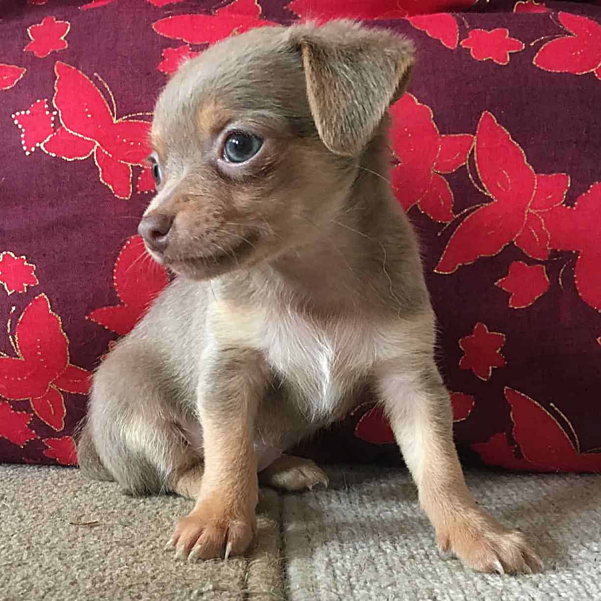 LILA Miniature Beautiful Cute Lilac Chihuahua Girl | PetClassifieds.com