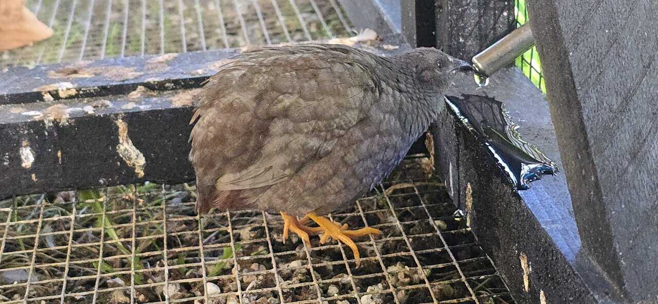 Button quail | PetClassifieds.com