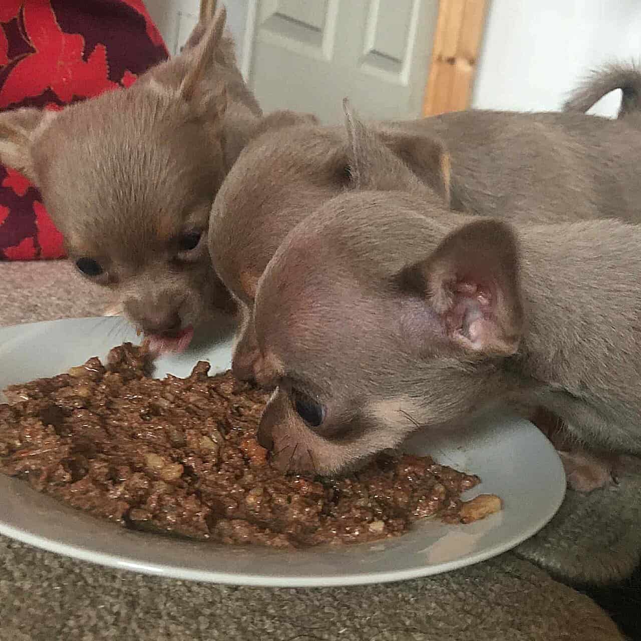LILA Miniature Beautiful Cute Lilac Chihuahua Girl | PetClassifieds.com