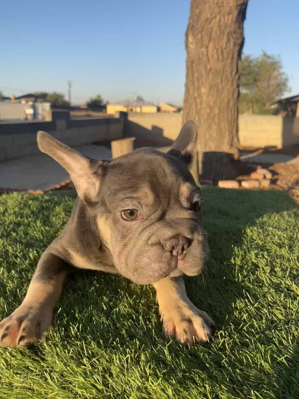 THANOS - Big Rope Fluffy Carrier | PetClassifieds.com