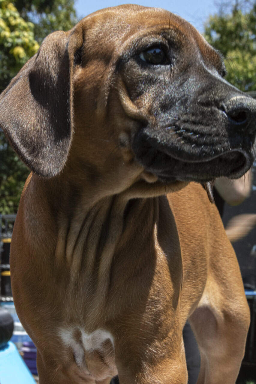 Rhodesian Ridgeback puppies | PetClassifieds.com