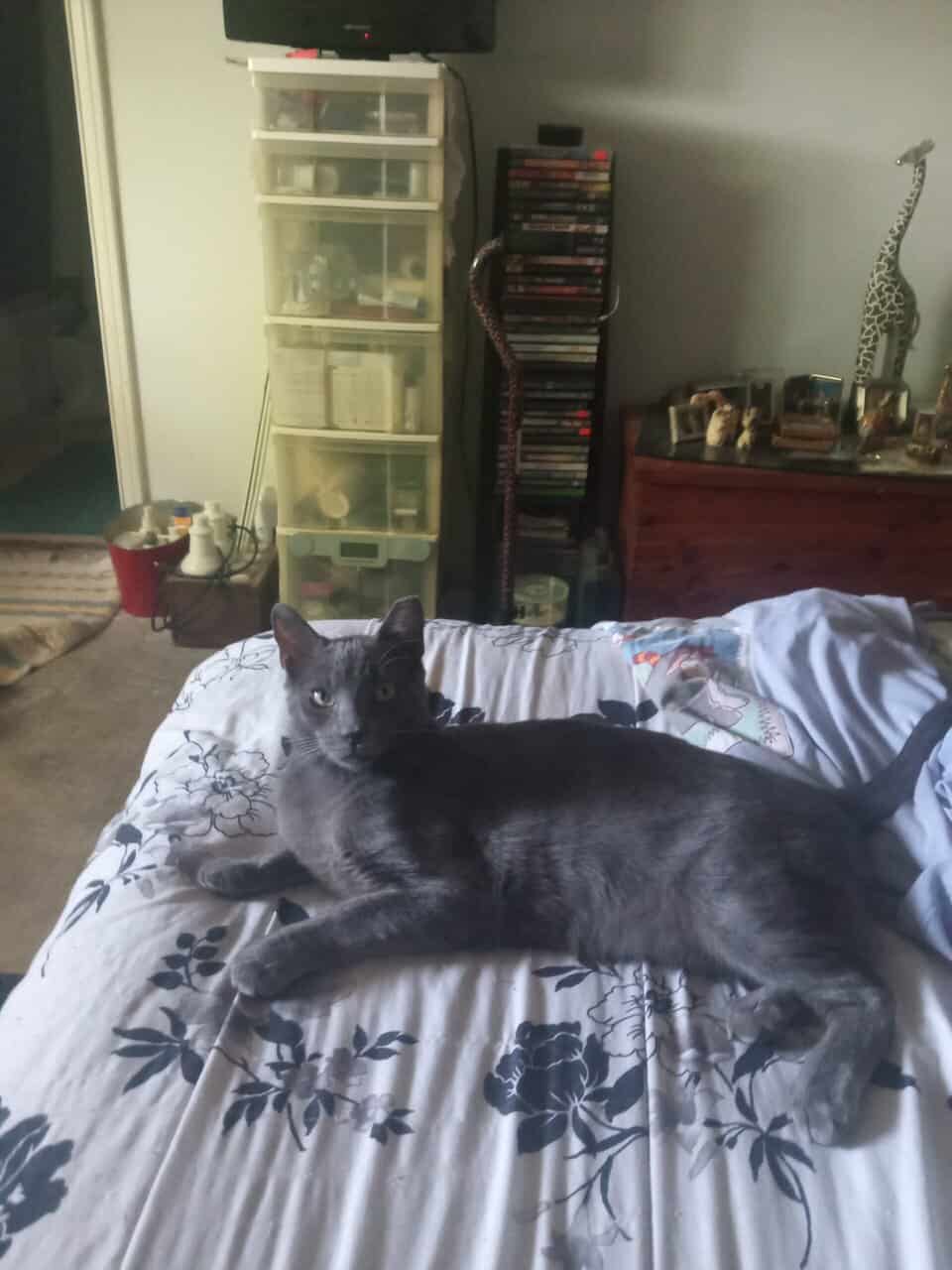 Rambo | PetClassifieds.com