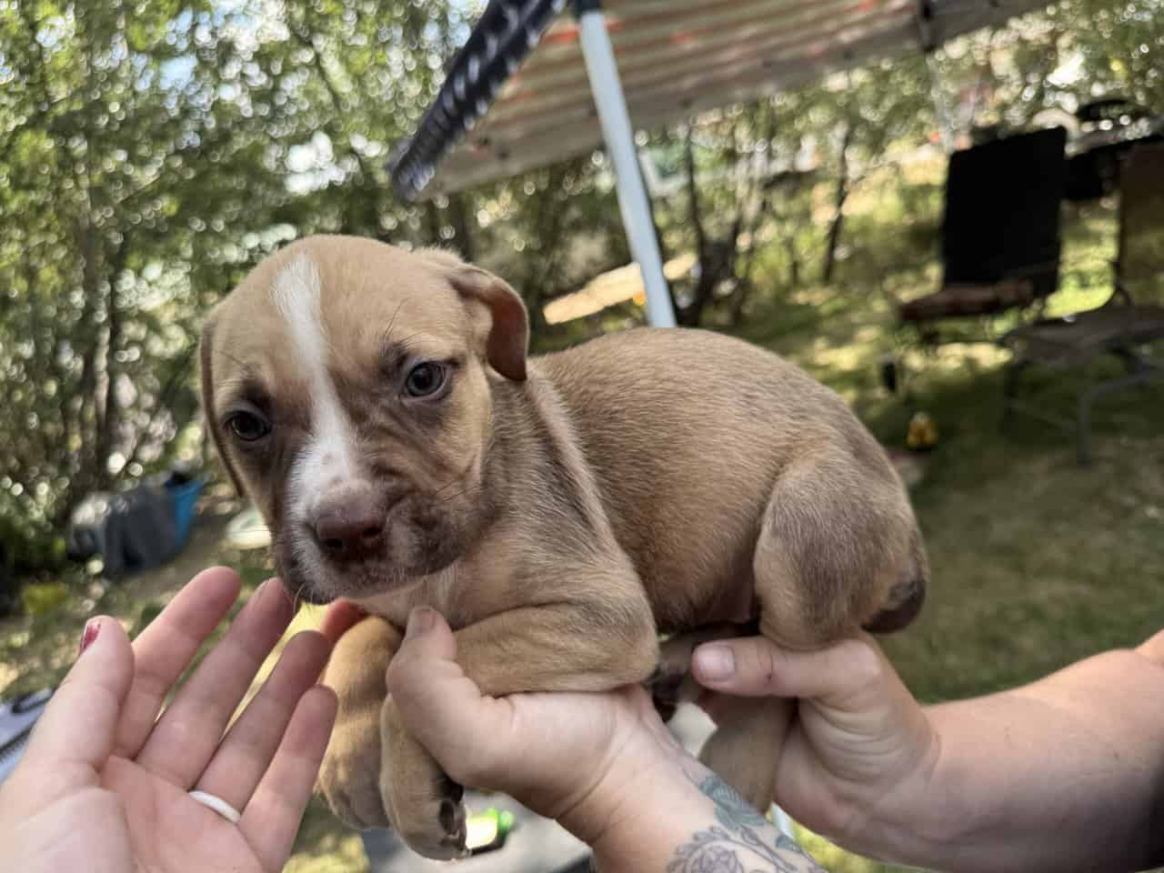 American Bully Pit Mix | PetClassifieds.com