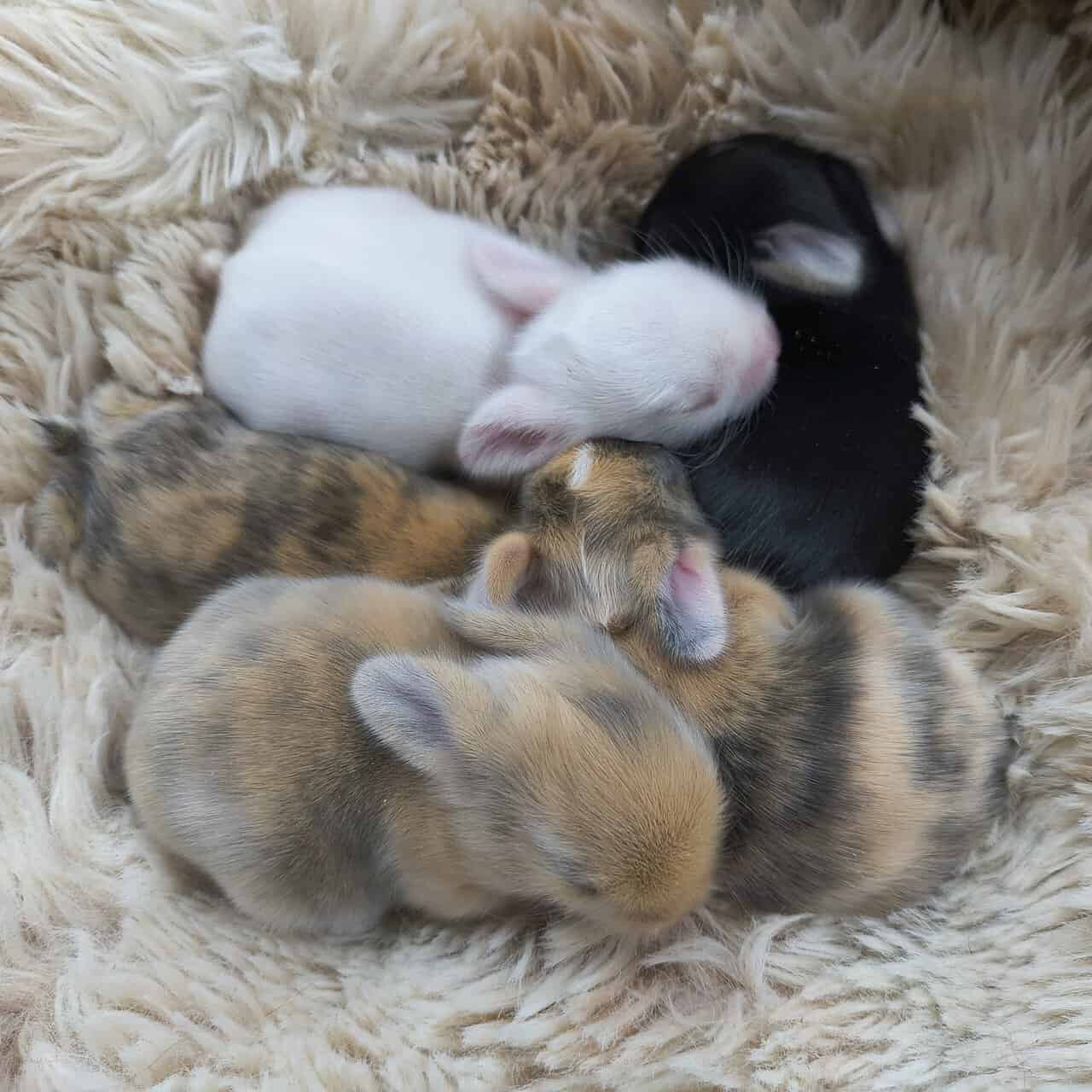 BEAUTIFUL LIONHEAD/HOLLAND LOP MIXED KITS | PetClassifieds.com