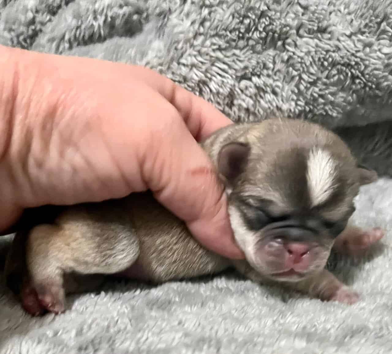Baby pugs now accepting deposits | PetClassifieds.com