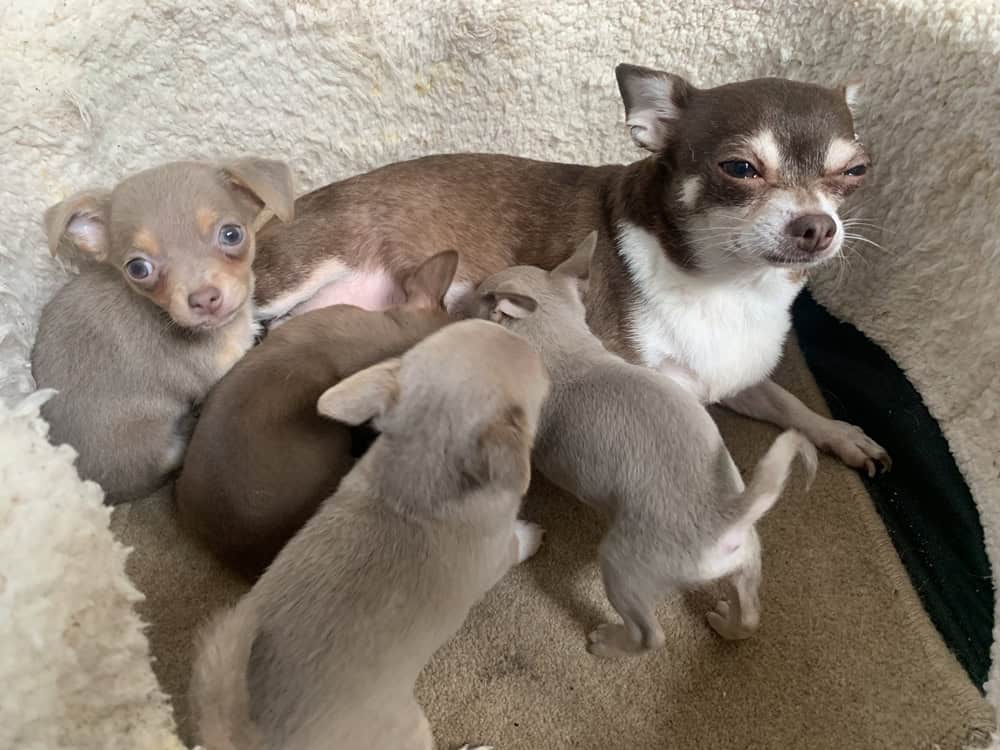LILO Miniature Lilac Chihuahua Boy, Cute & Playful | PetClassifieds.com