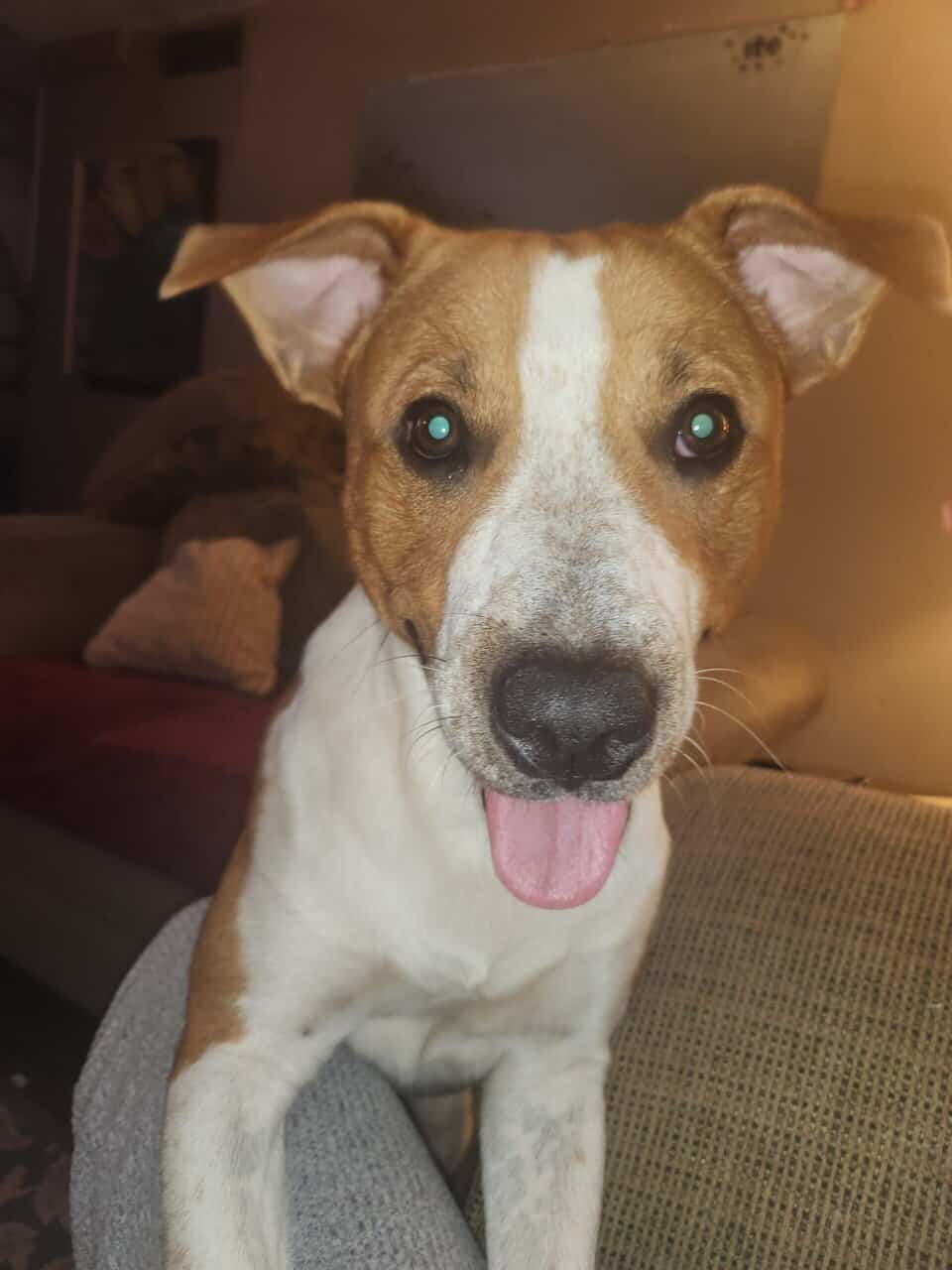 GREAT PORTECTOR Dog needs a great home | PetClassifieds.com