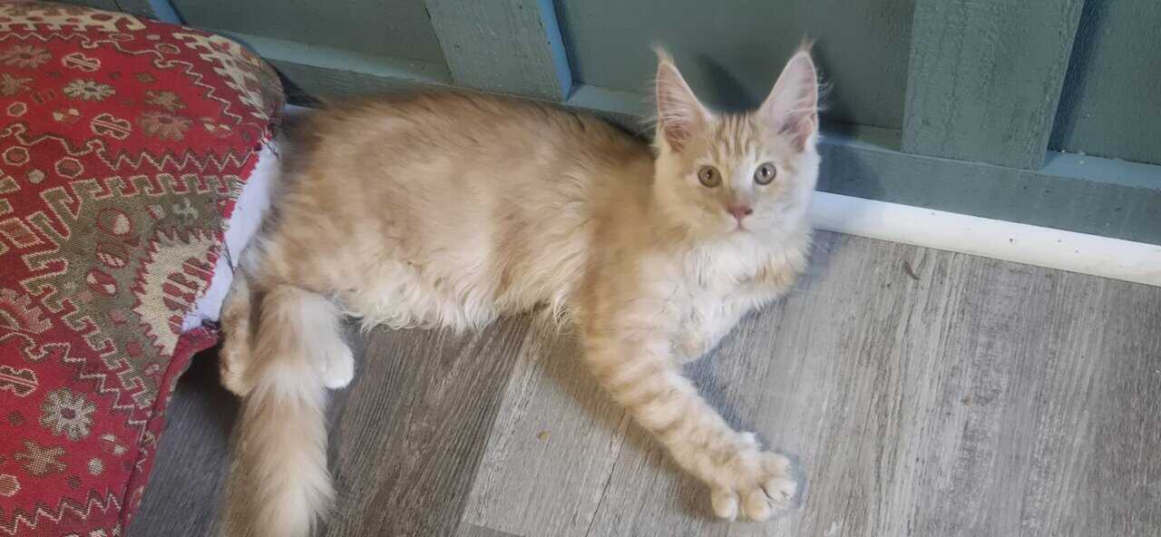 Maincoon kitten | PetClassifieds.com