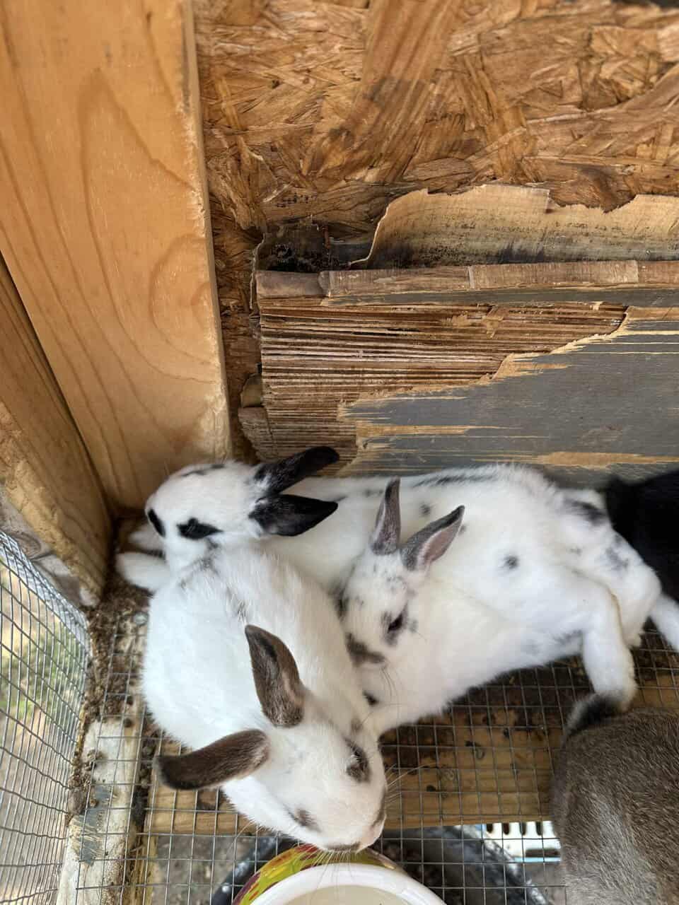 4 rabbits for free | PetClassifieds.com