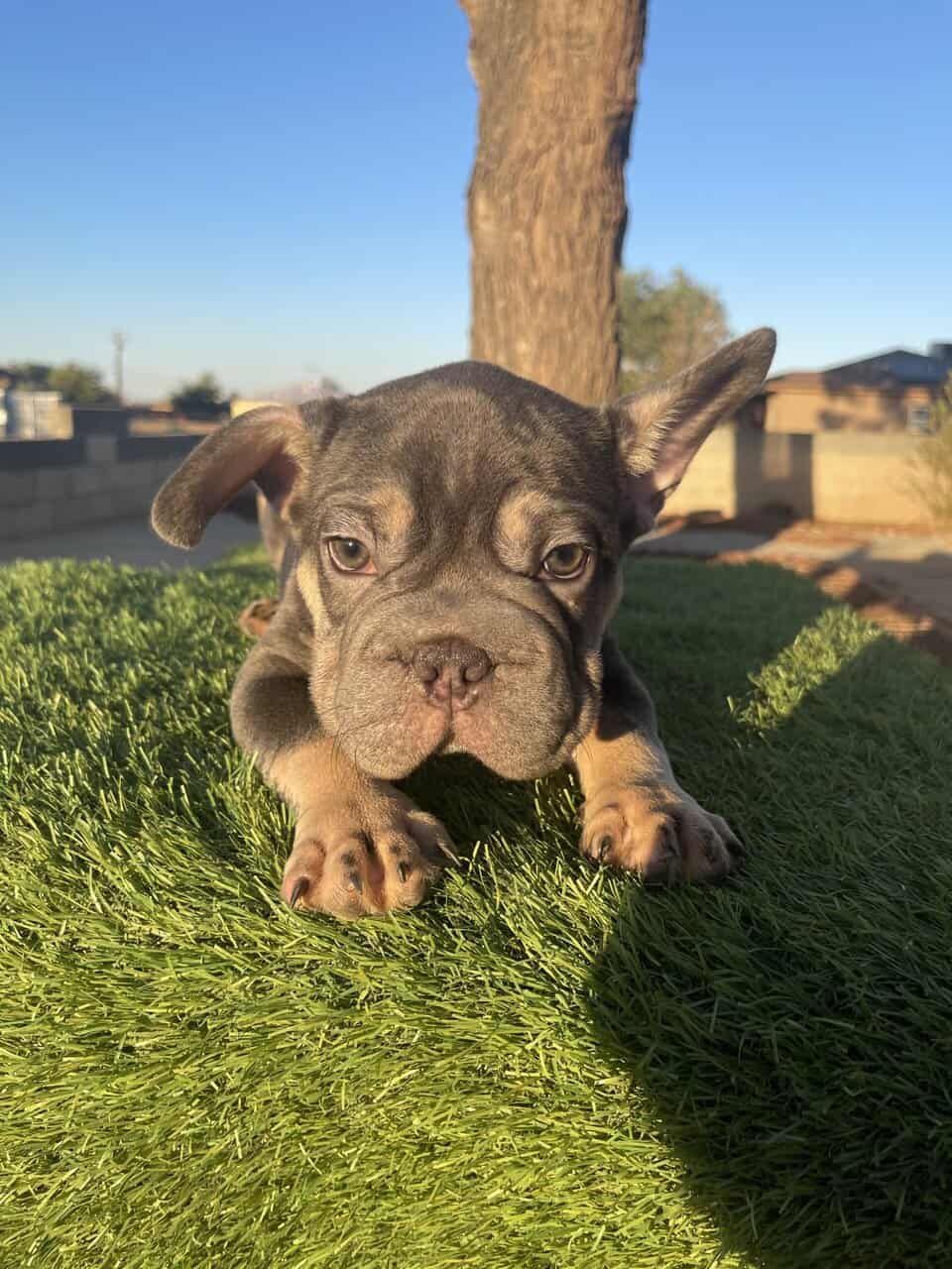 THANOS - Big Rope Fluffy Carrier | PetClassifieds.com