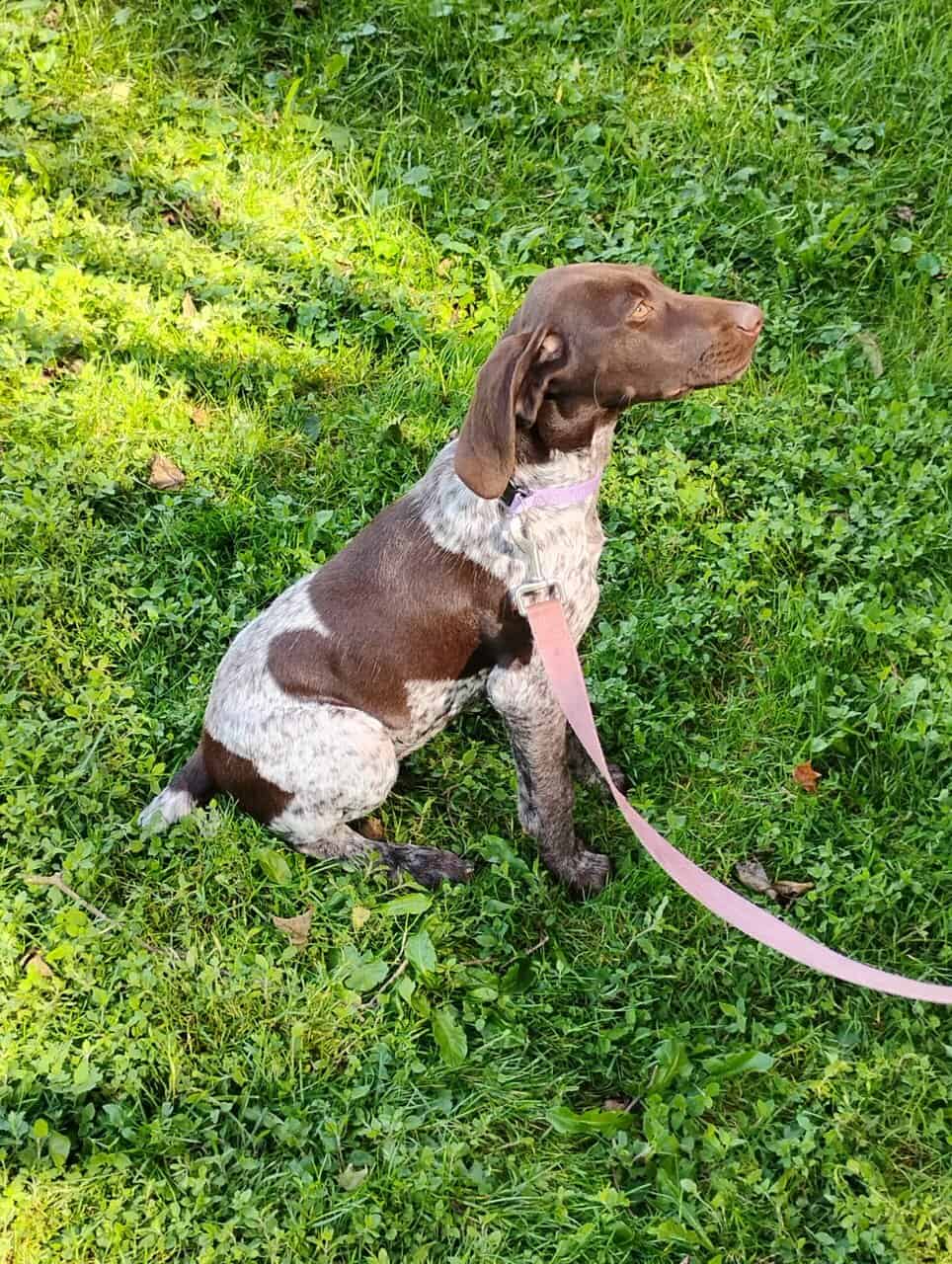 GSP pups AKC registered purebred | PetClassifieds.com