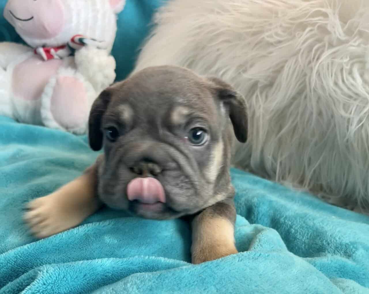 THANOS - Big Rope Fluffy Carrier | PetClassifieds.com