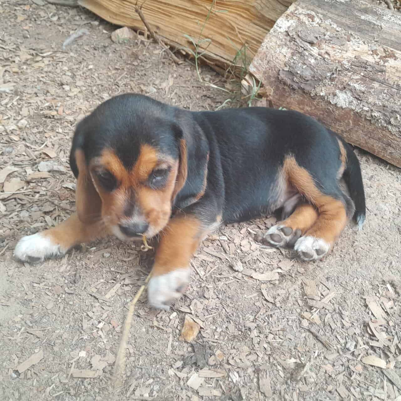 Beagle AKC puppies | PetClassifieds.com