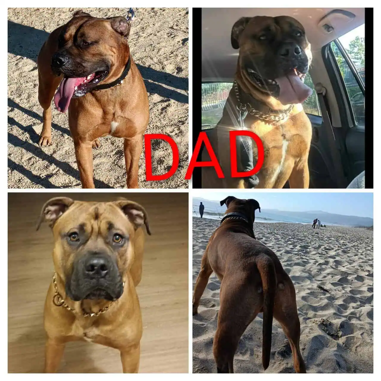 Bandog Mastiff Pups | PetClassifieds.com