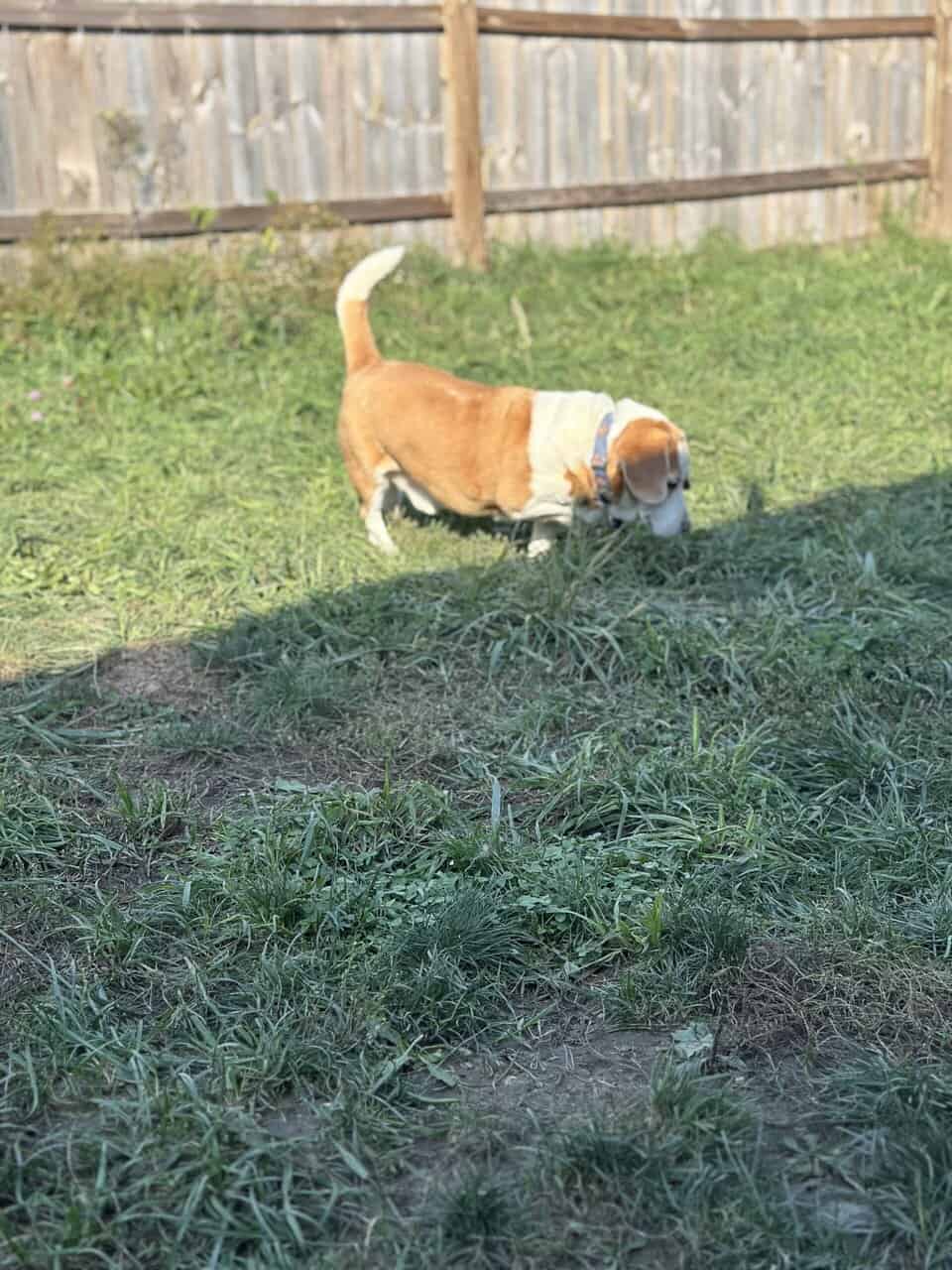 Riley (dog) needs a home! | PetClassifieds.com